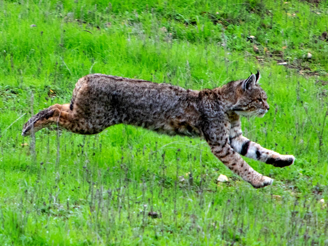 Bobcat Hunting